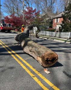 Frequently Asked Tree Service Questions, Tree Care FAQ -Absolute Tree ...