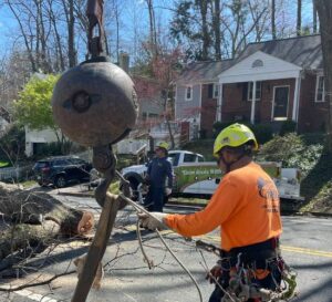 Absolute Tree Service, Tree Care Company - Northern Virginia