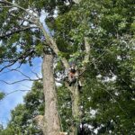 Absolute Tree Service, Tree Care Company - Northern Virginia