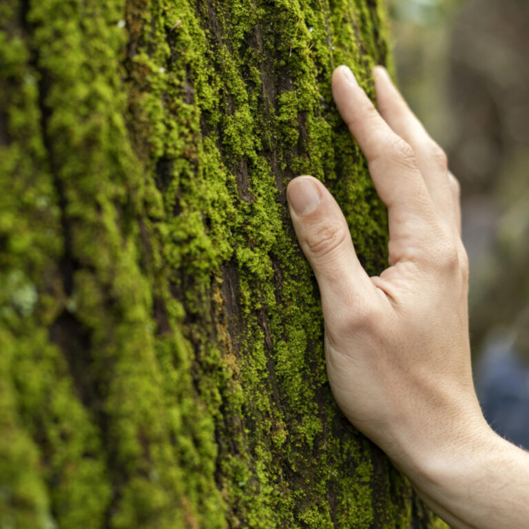Tree Preservation - Absolute Tree Service - Northern Virginia