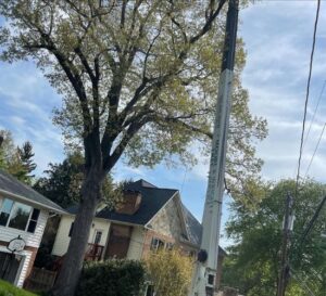 Arborist Assessment - Absolute Tree Service - Northern Virginia
