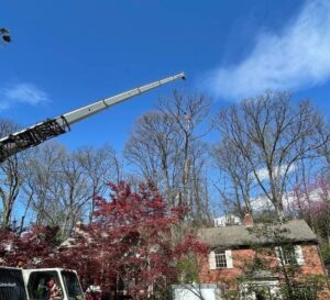 Arborist Assessment - Absolute Tree Service - Northern Virginia