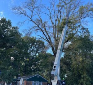 Arborist Assessment - Absolute Tree Service - Northern Virginia
