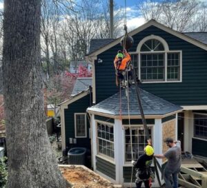 Arborist Assessment - Absolute Tree Service - Northern Virginia