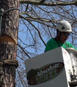 Absolute Tree Service, Tree Care Company - Northern Virginia
