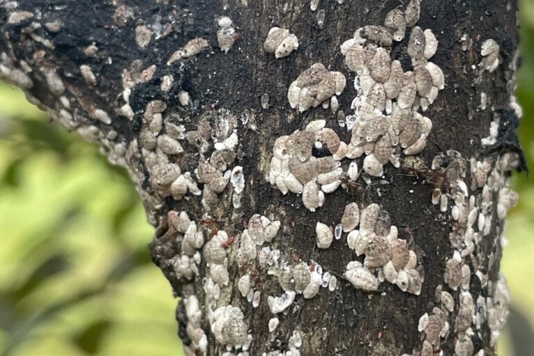 Battling Crape Myrtle Bark Scale in Northern Virginia | Absolute Tree Service