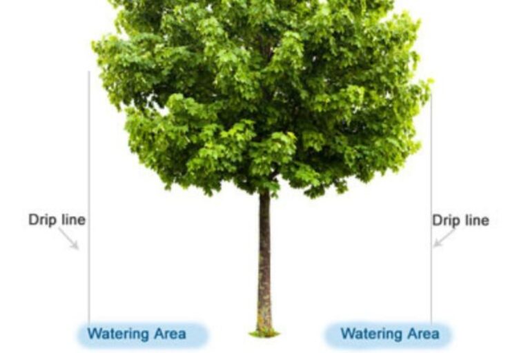 9 Common Causes ofCausing Dead Patches in Your Treethe Canopy ...