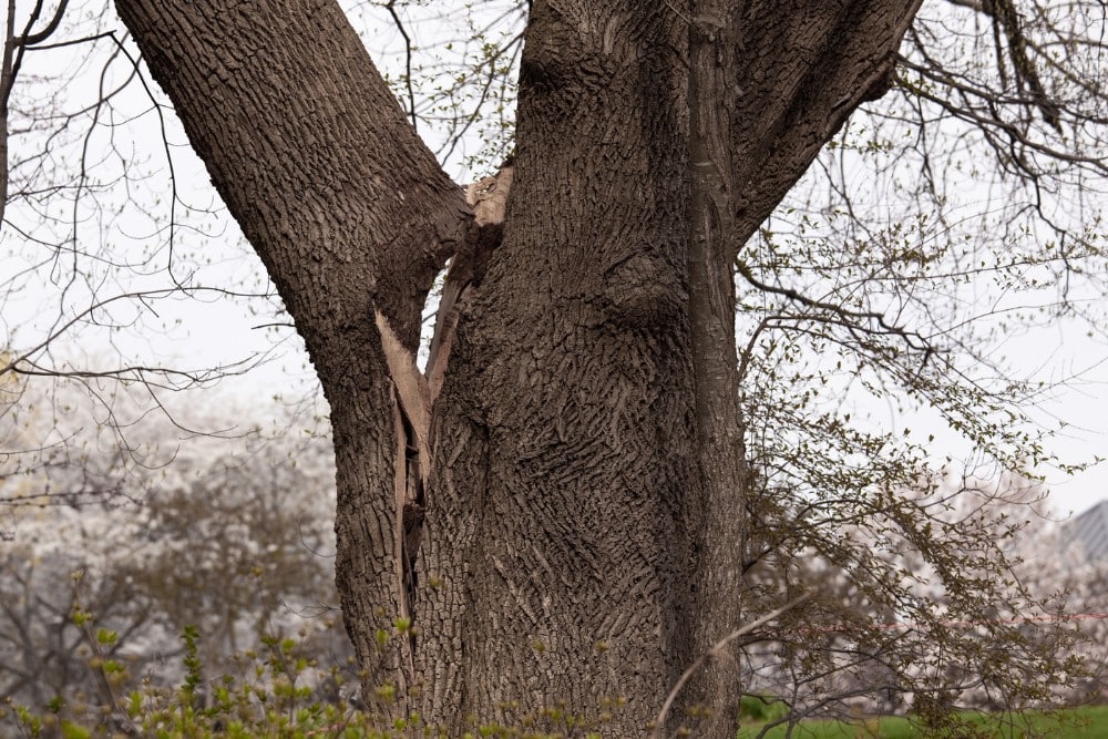 What Dead Branches on Your Tree Could Mean