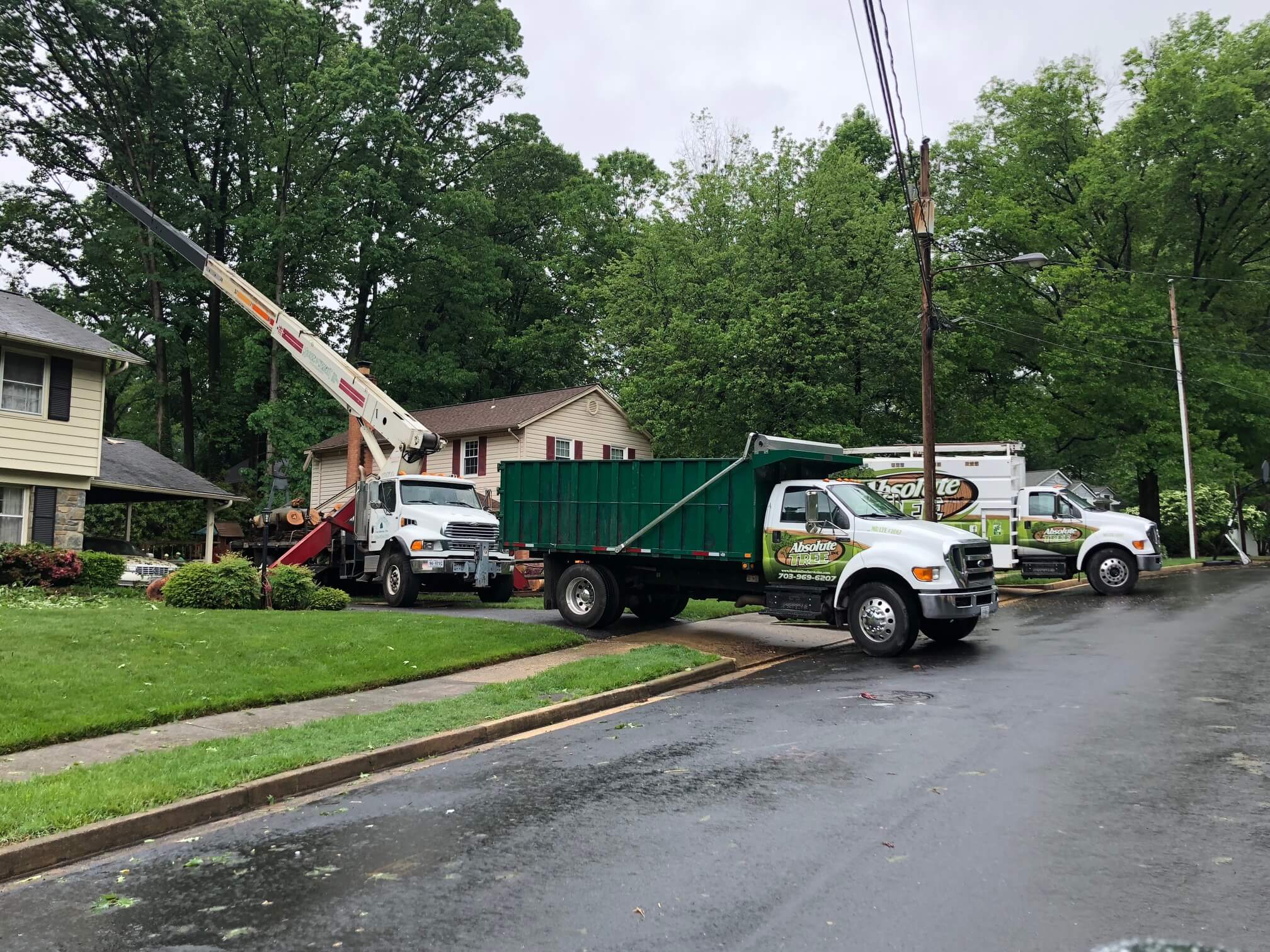 8 Questions to Ask When Hiring a Tree Removal Service | Absolute Tree ...